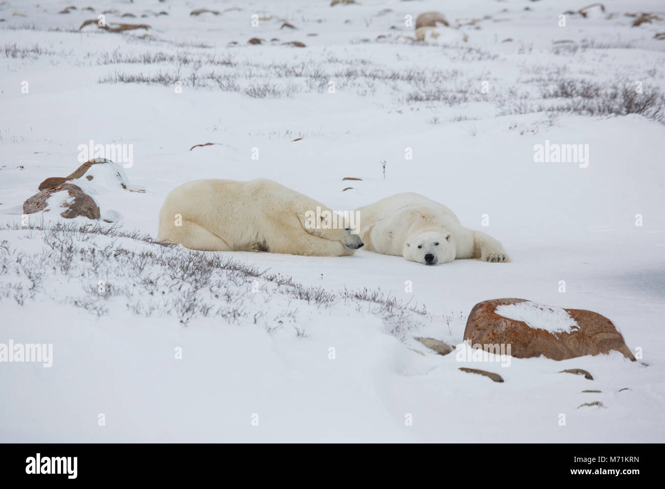01874-14117 Polar Bears (Ursus maritimus) on ground in Churchill Wildlife Management Area ...