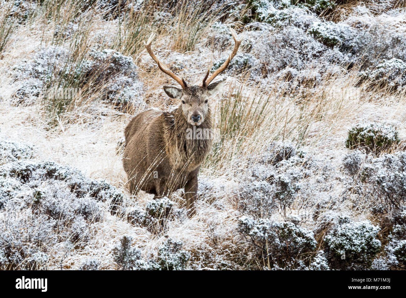 Red Deer stag in snow, Applecross, Scotland Stock Photo - Alamy