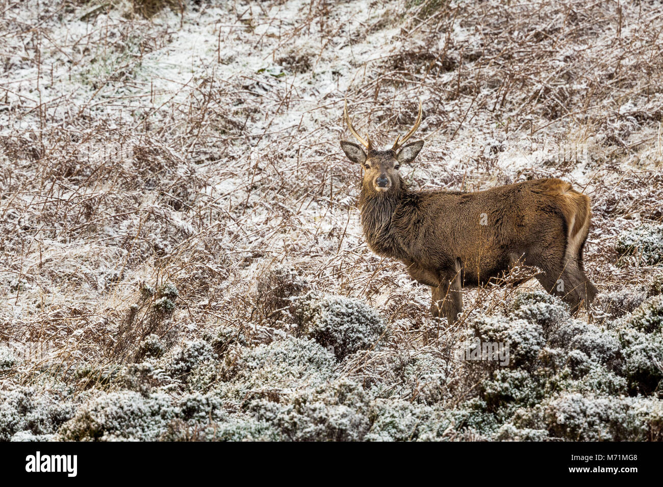Red Deer stag in snow, Applecross, Scotland Stock Photo - Alamy