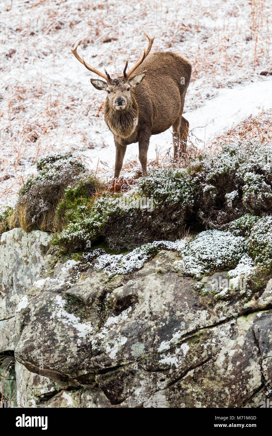 Red Deer stag in snow, Applecross, Scotland Stock Photo - Alamy