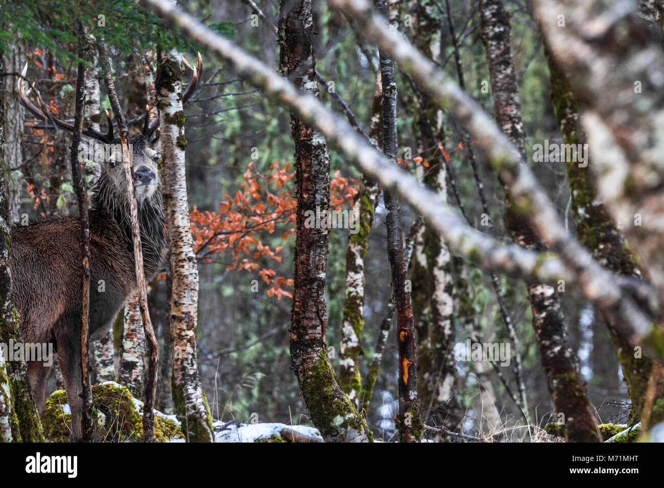Red stag scotland tree hi-res stock photography and images - Alamy