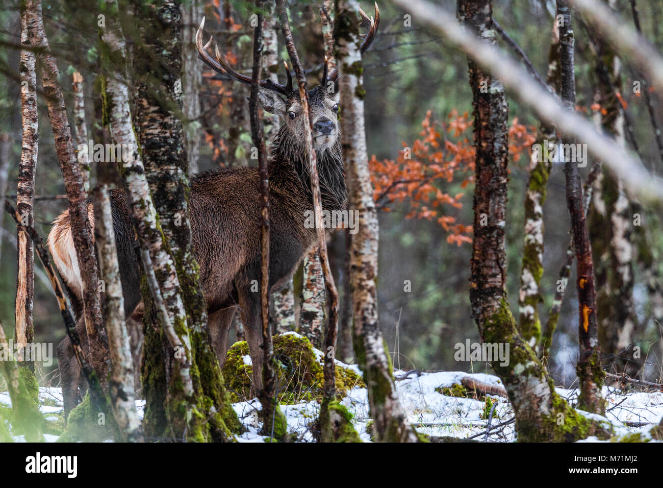 Red stag scotland tree hi-res stock photography and images - Alamy