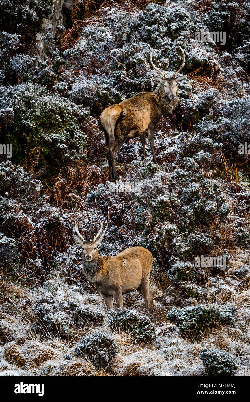 Red Deer stag in snow, Applecross, Scotland Stock Photo - Alamy