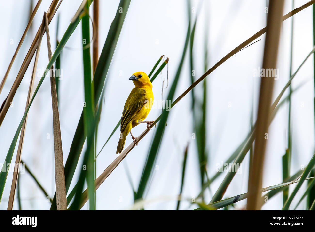 The golden palm weaver is a species of bird in the family Ploceidae ...