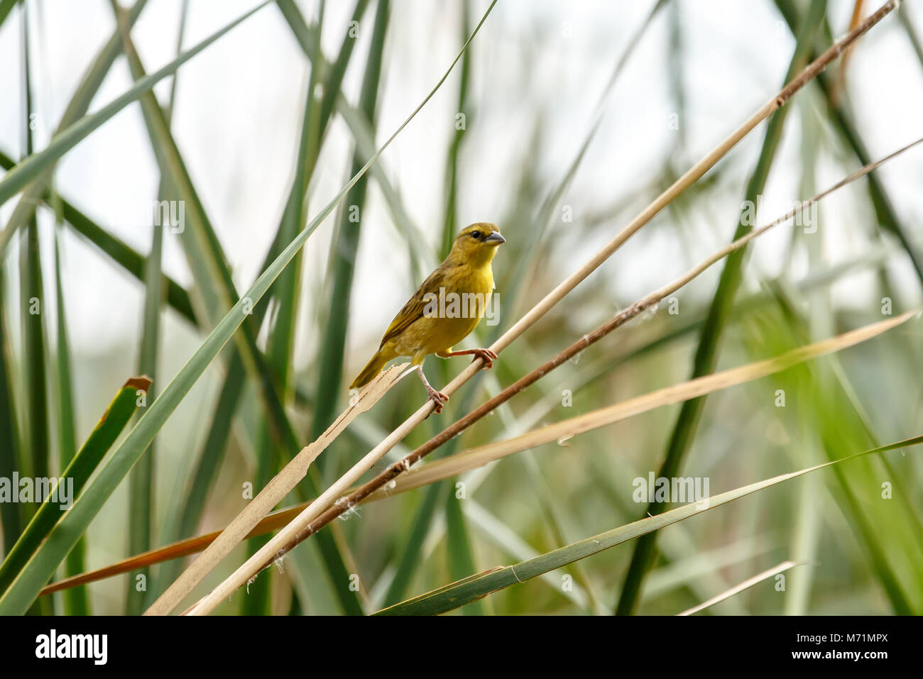 The golden palm weaver is a species of bird in the family Ploceidae ...