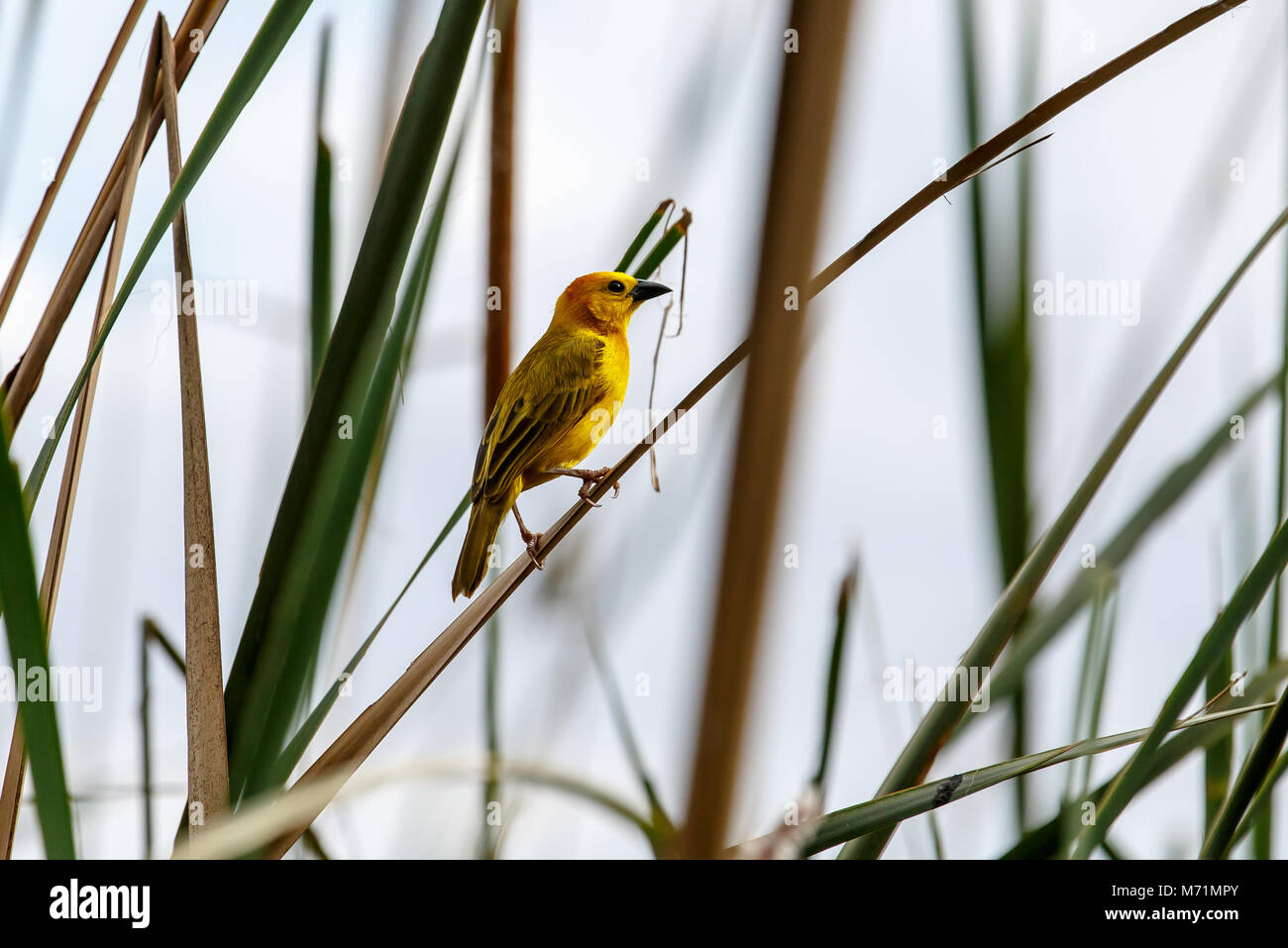 The golden palm weaver is a species of bird in the family Ploceidae ...