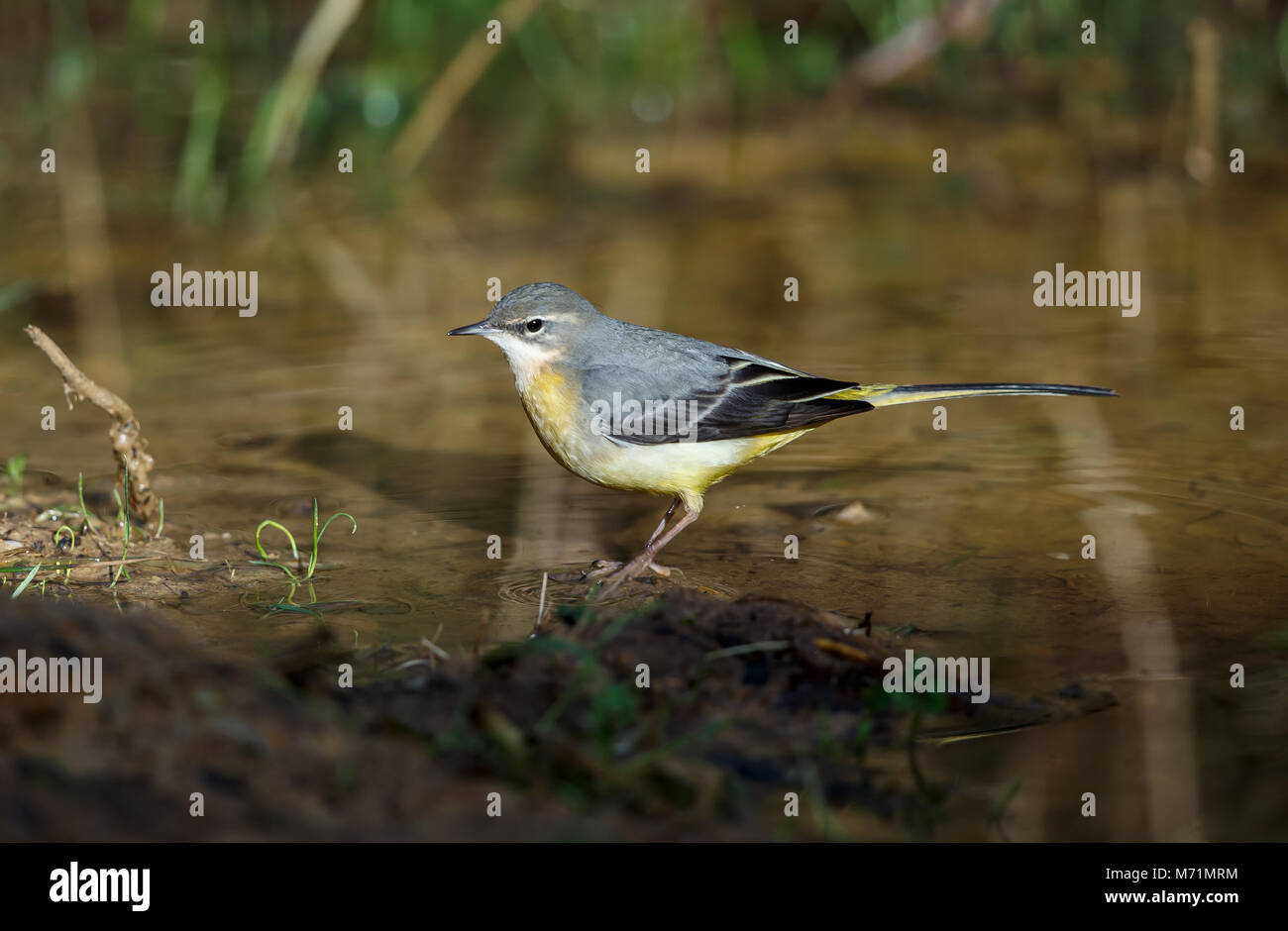 The grey wagtail is more colourful than its name suggests with slate ...