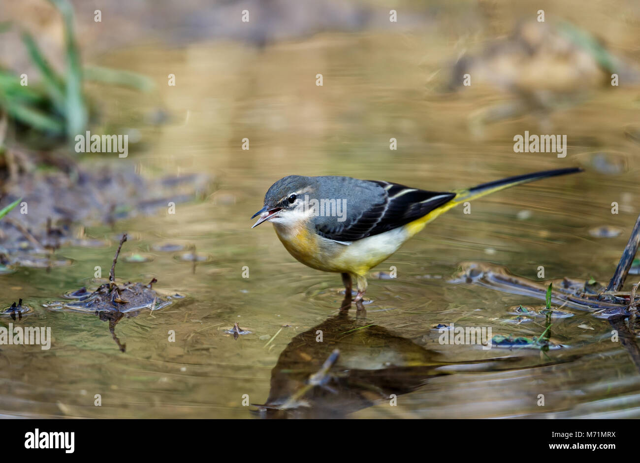 The grey wagtail is more colourful than its name suggests with slate ...