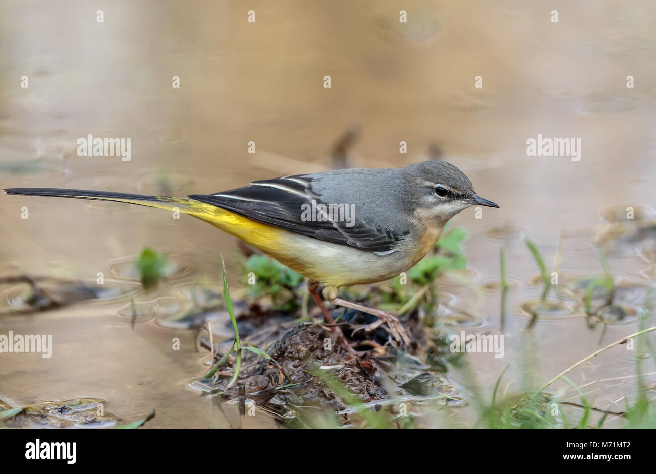 The grey wagtail is more colourful than its name suggests with slate ...