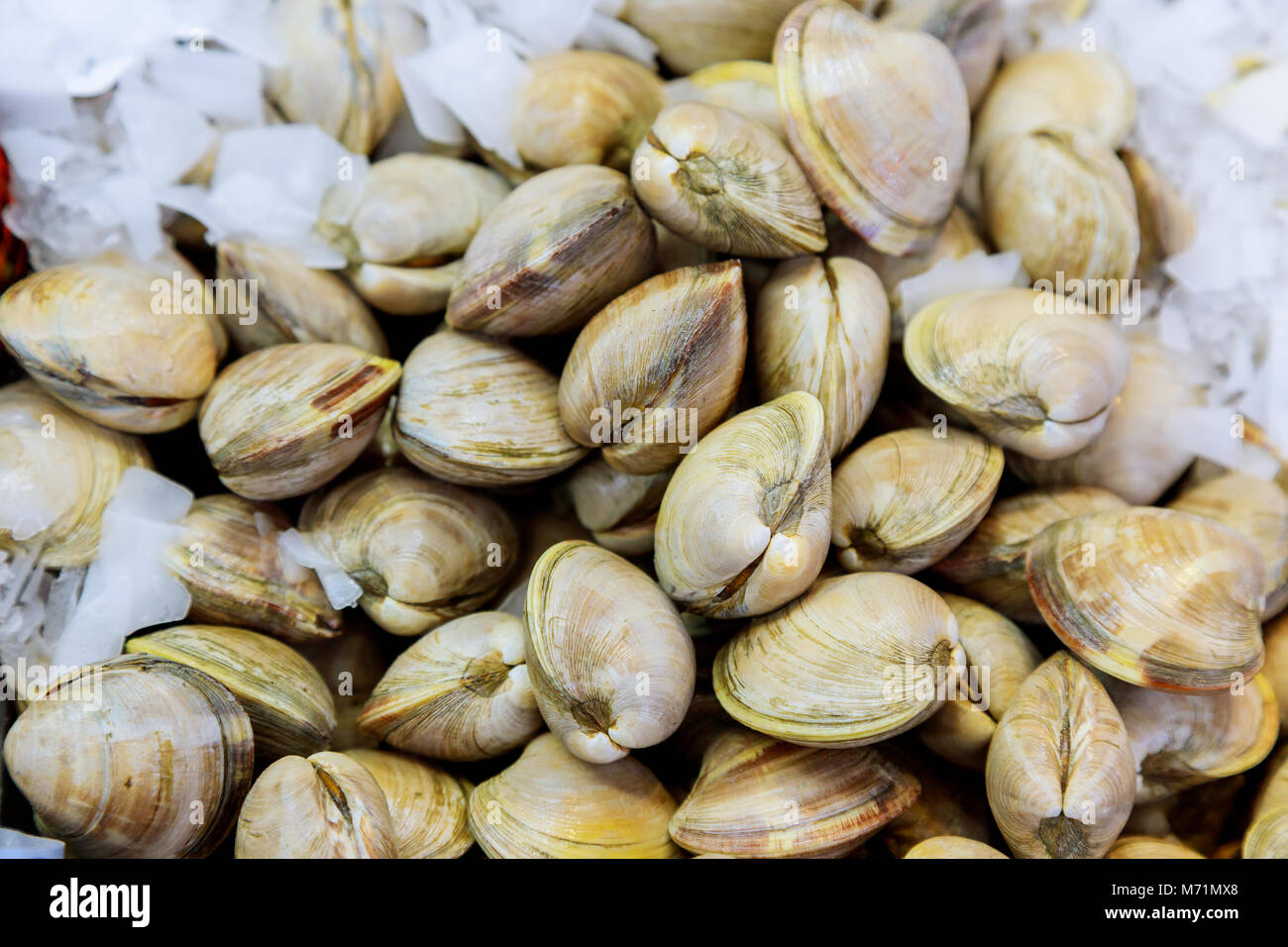Atlantic ocean freshly caught mussels at the fish market. Fresh seafood ...
