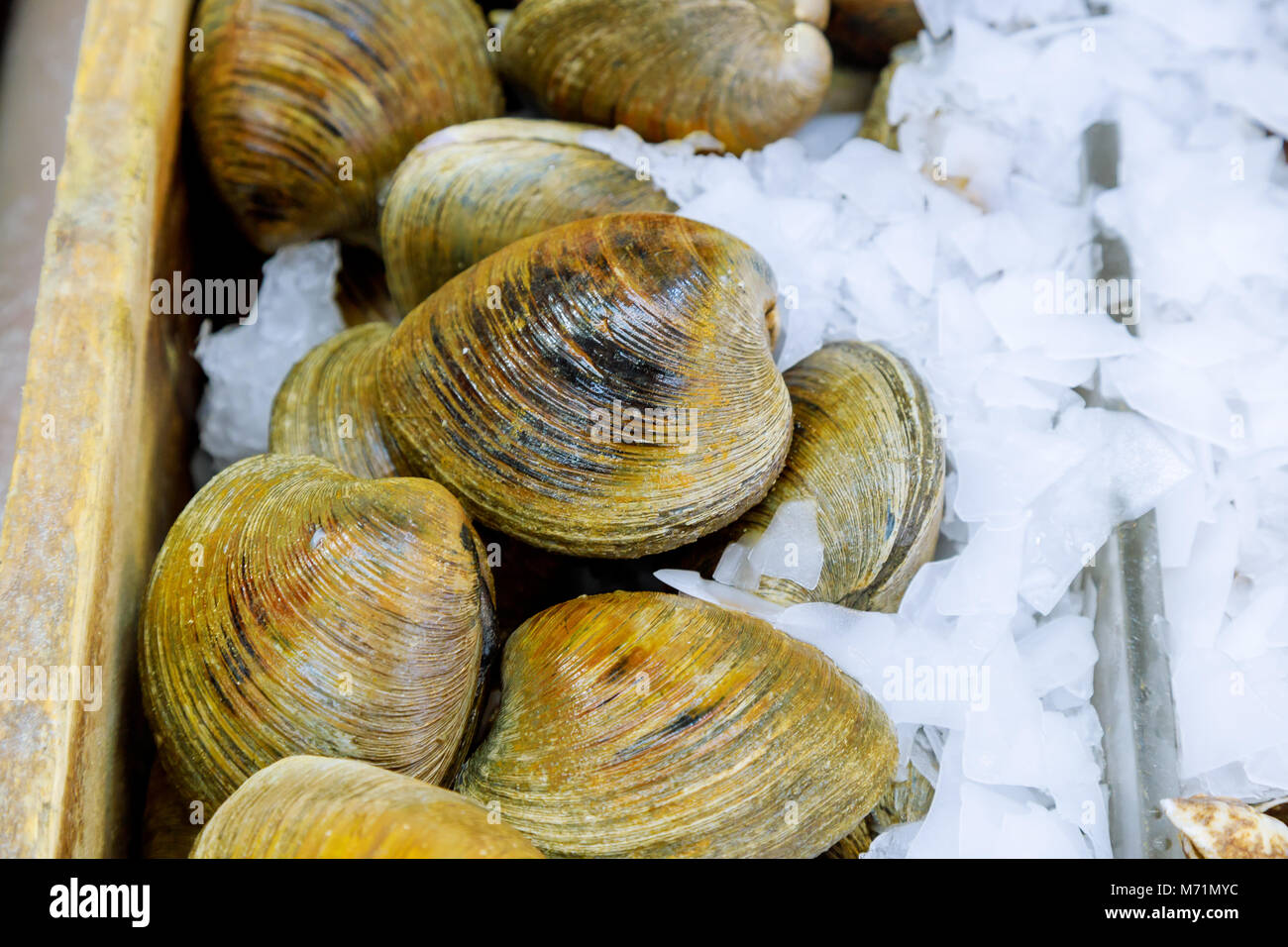 fresh iced mussel display at local market Fresh mussels on fish farmer ...