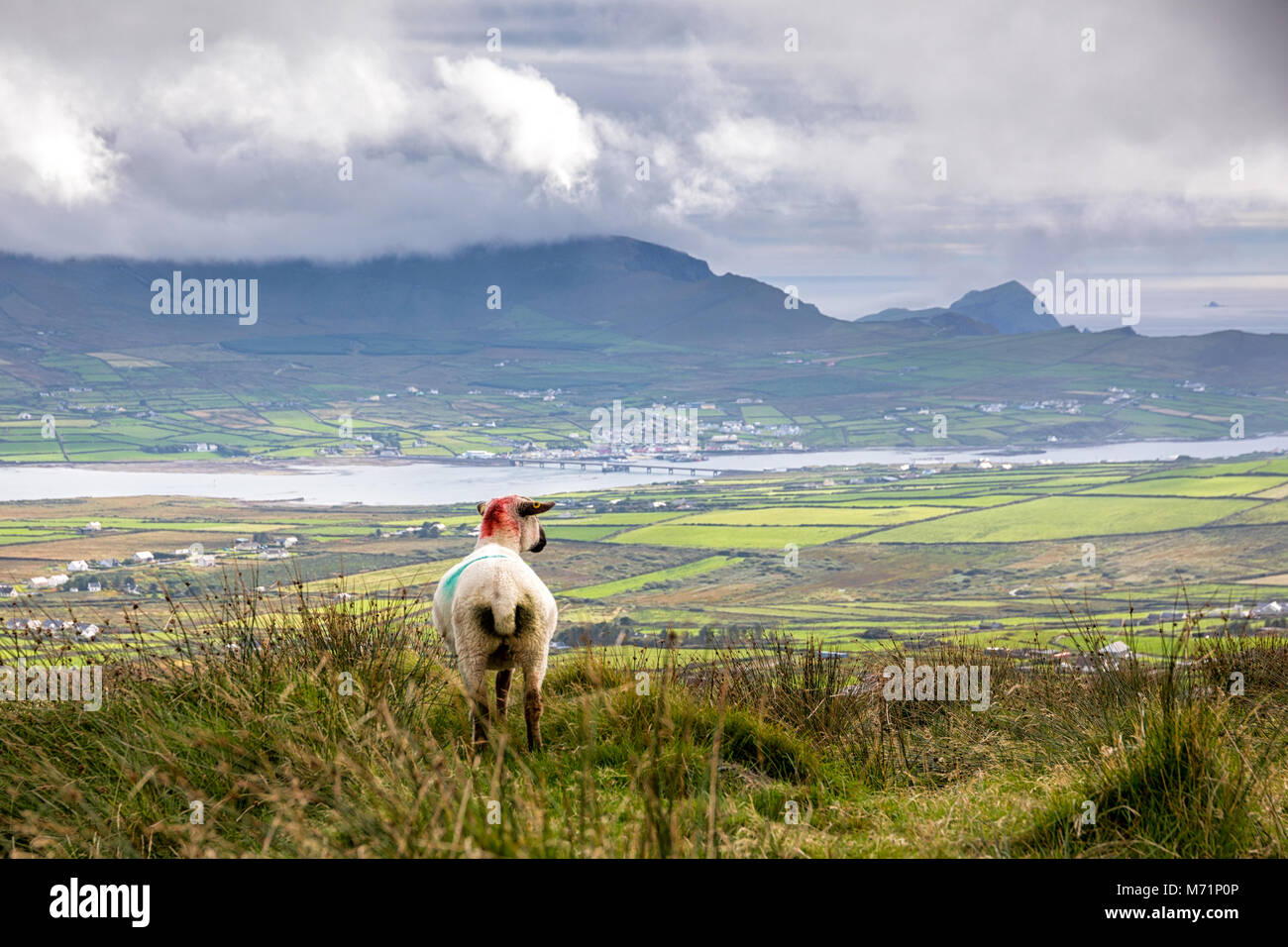 Ireland sheep landmark hi-res stock photography and images - Alamy
