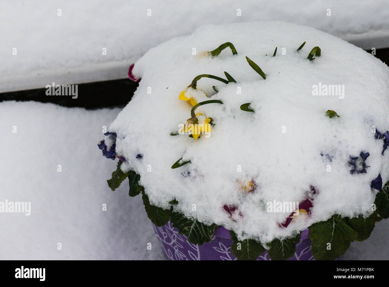 Daffodils and pansies in a pot covered in snow Stock Photo - Alamy