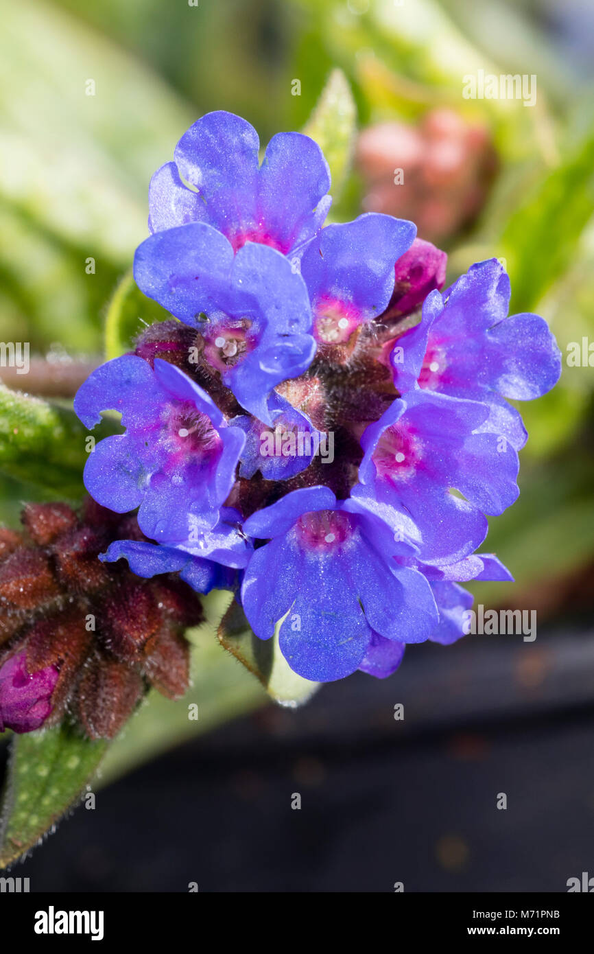 Pink centred blue flowers of the Spring flowering hardy perennial ...