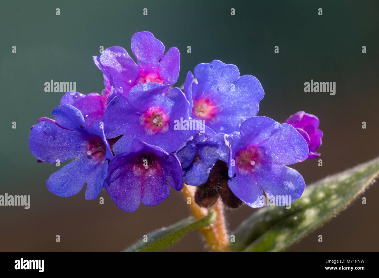 Pink centred blue flowers of the Spring flowering hardy perennial ...