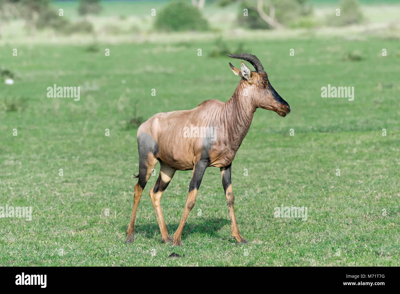 Topi (Damaliscus lunatus jimela) on the fresh grass on the Serengeti ...