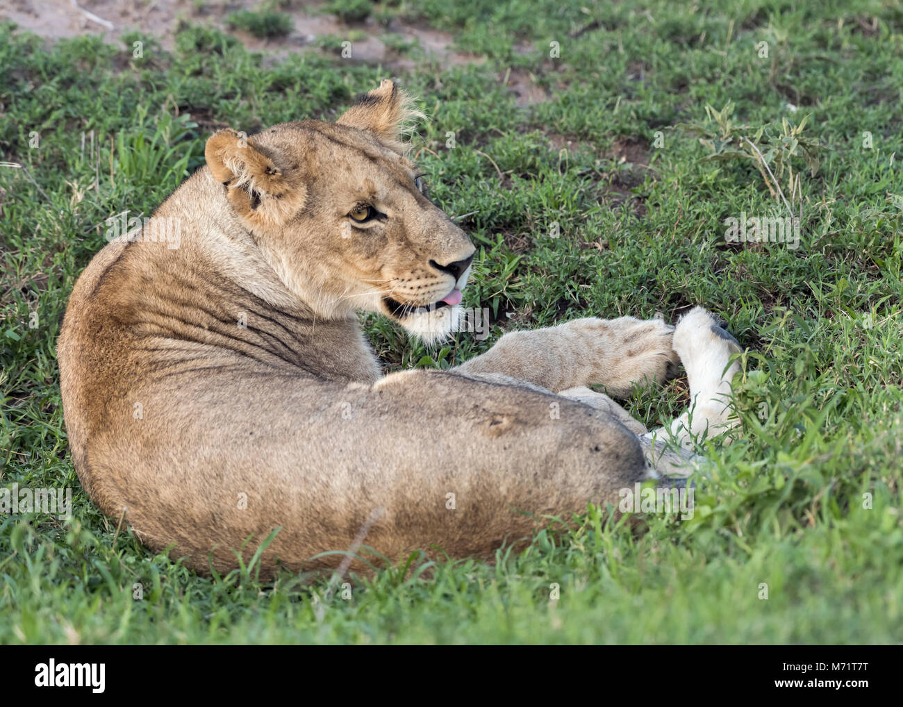 Curled up on its back hi-res stock photography and images - Alamy