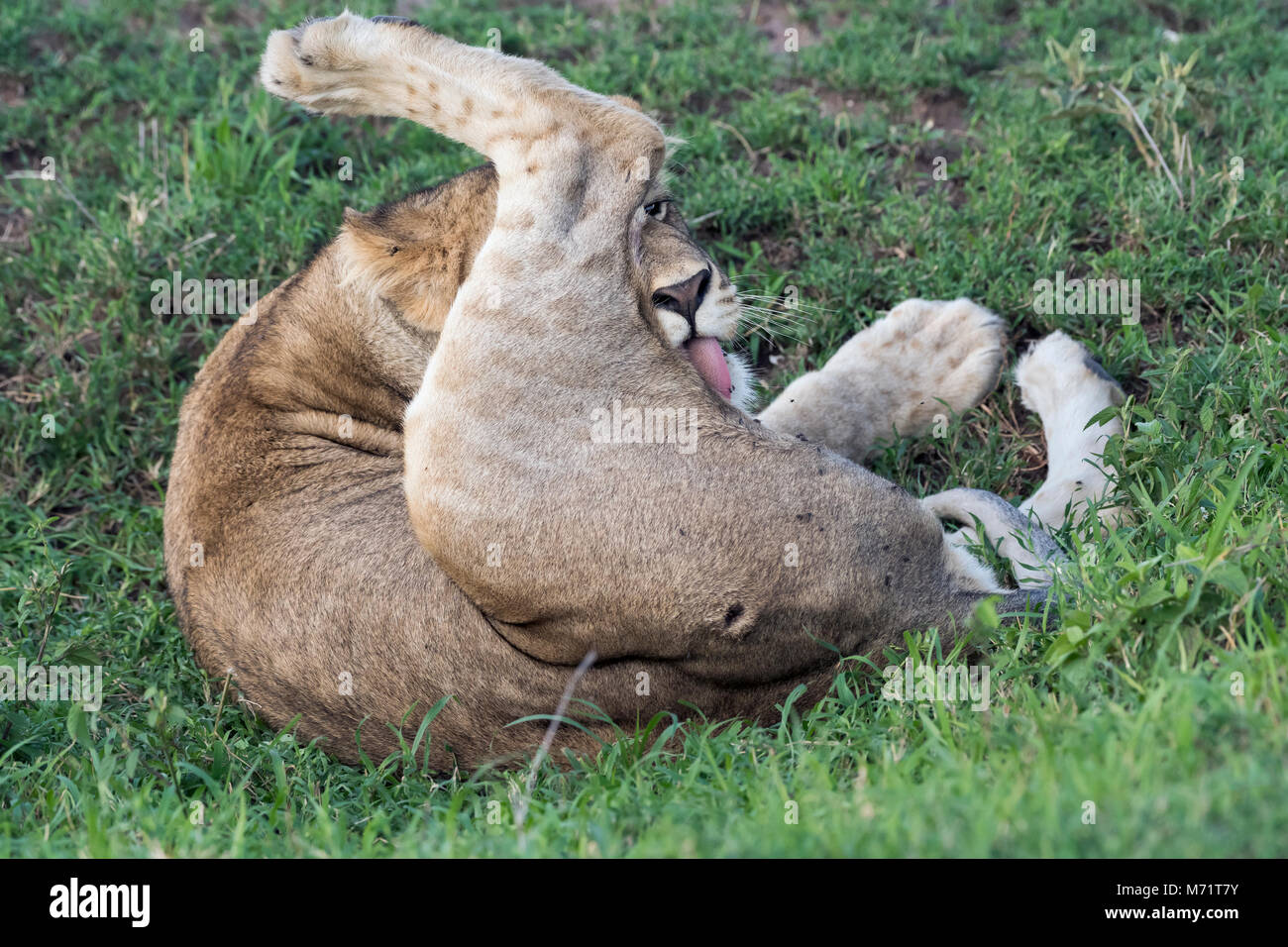 Lion cub grooming itself, Grumeti Game Reserve, Serengeti, Tanzania ...