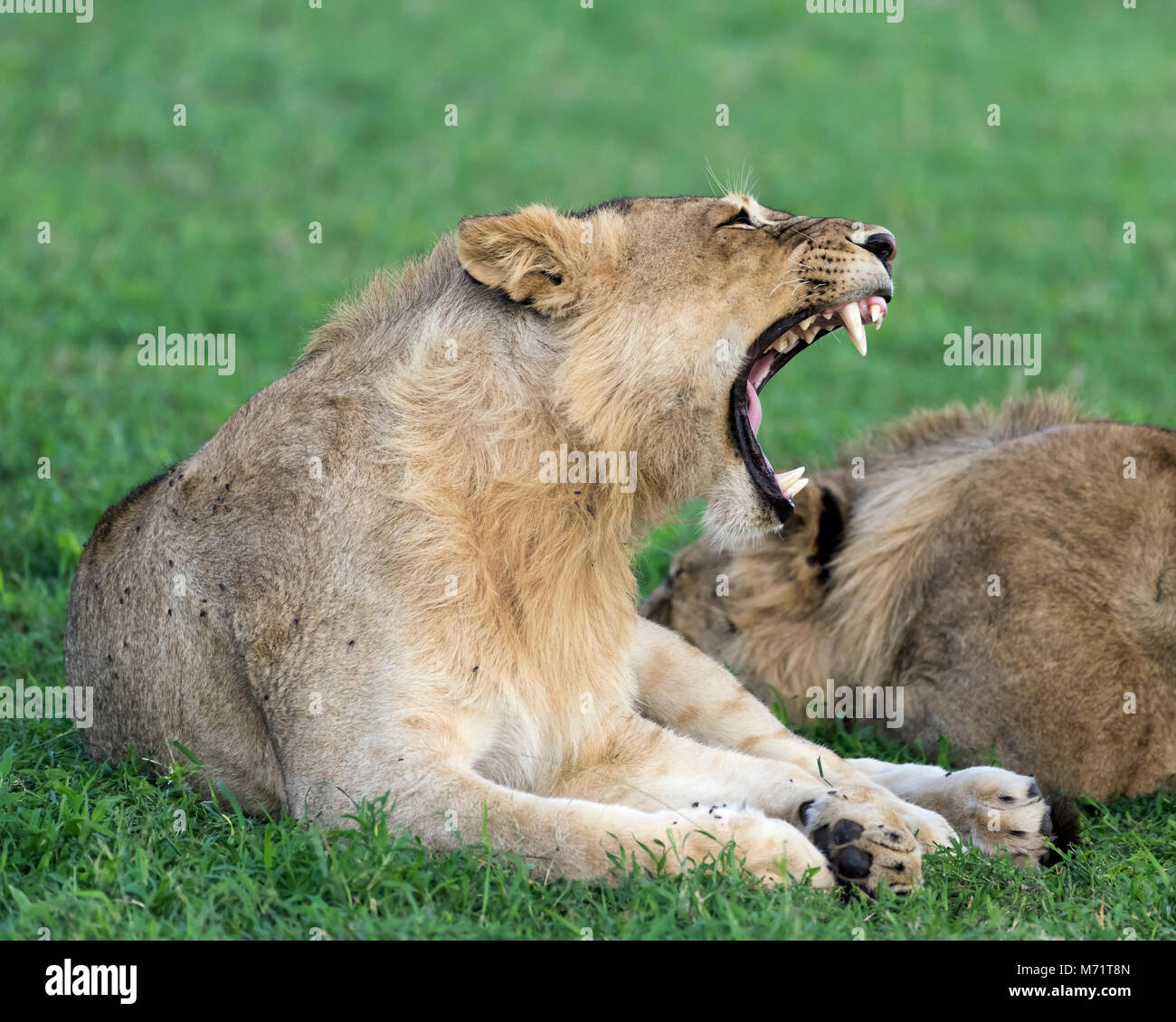 Male lion showing teeth hi-res stock photography and images - Alamy