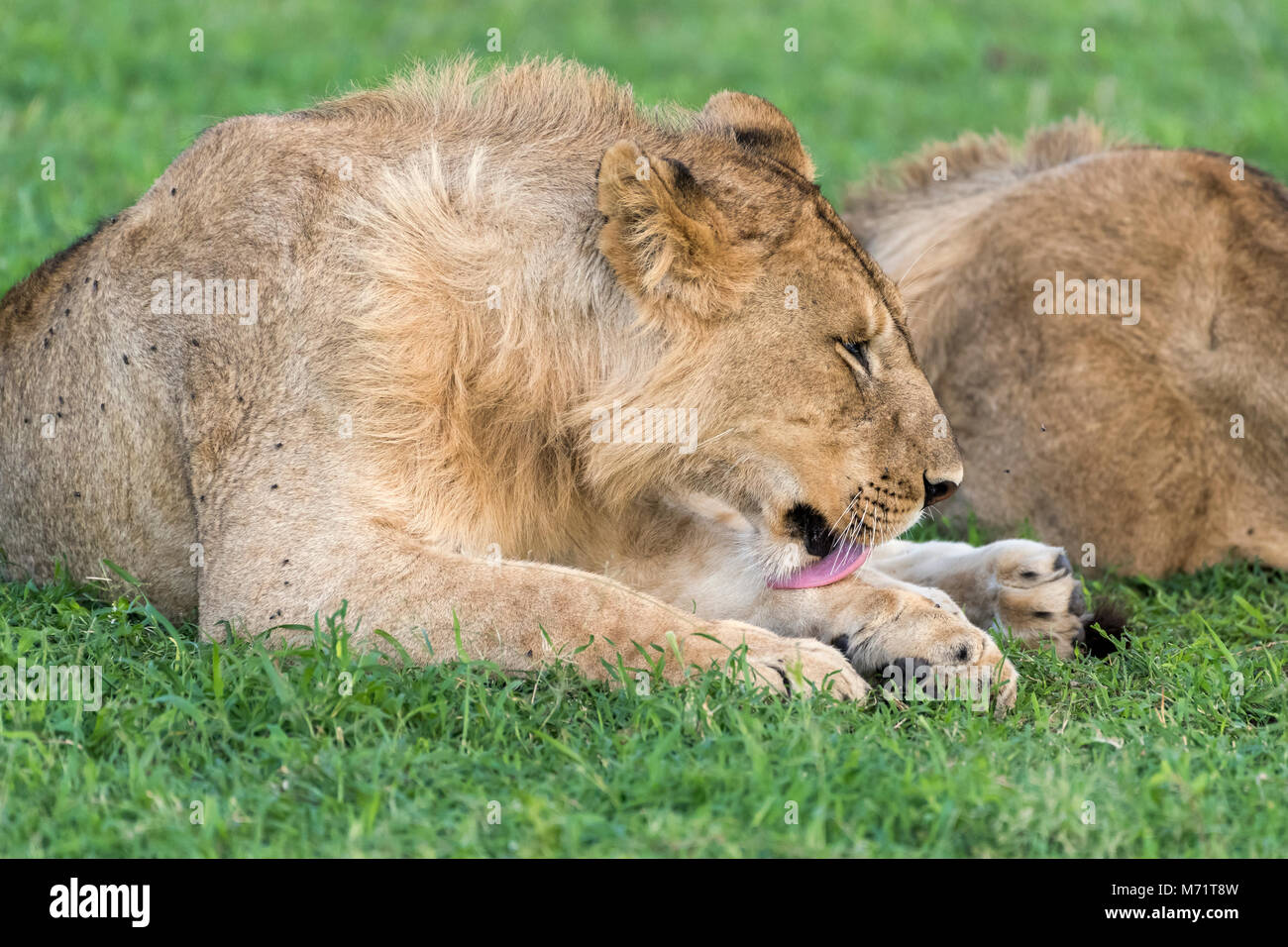 Grooming male lion hi-res stock photography and images - Alamy