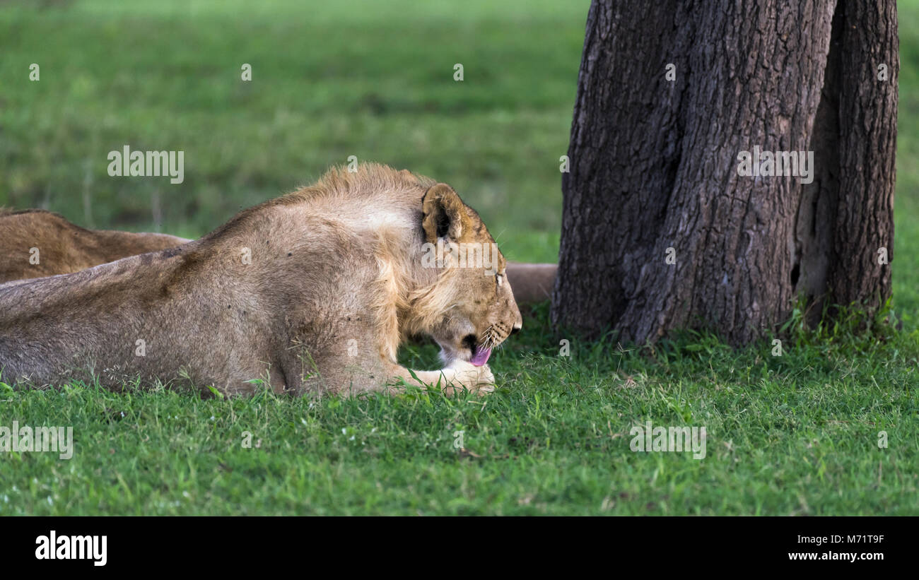 Lioness licking her paw by a large tree, Grumeti Game Reserve ...