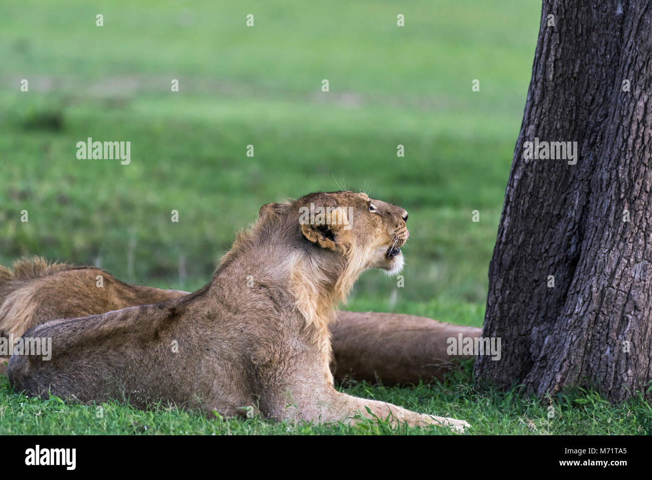What's up the tree Lion looking up into a big tree, Grumeti Game ...