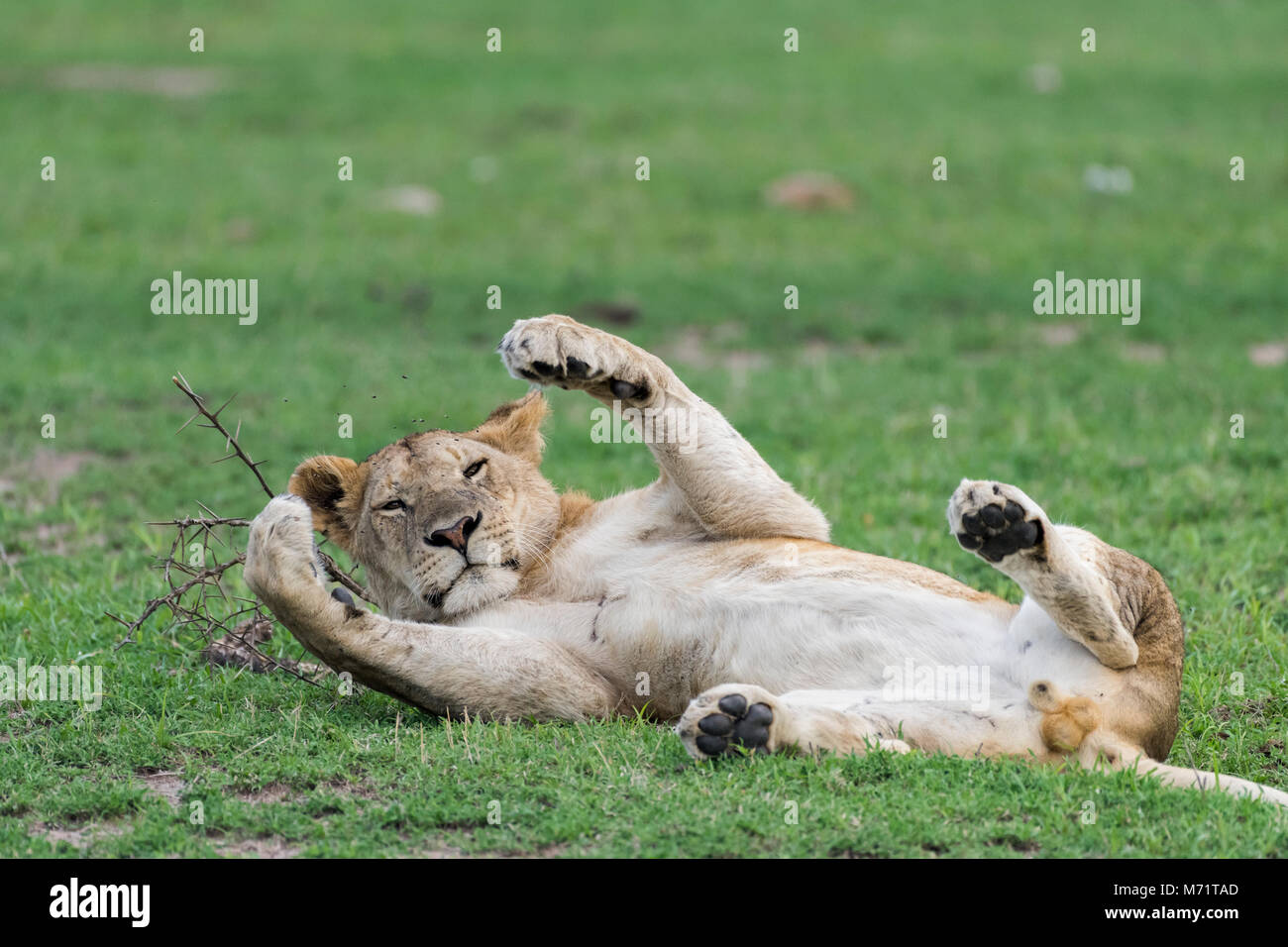 Lion lying on back hi-res stock photography and images - Alamy