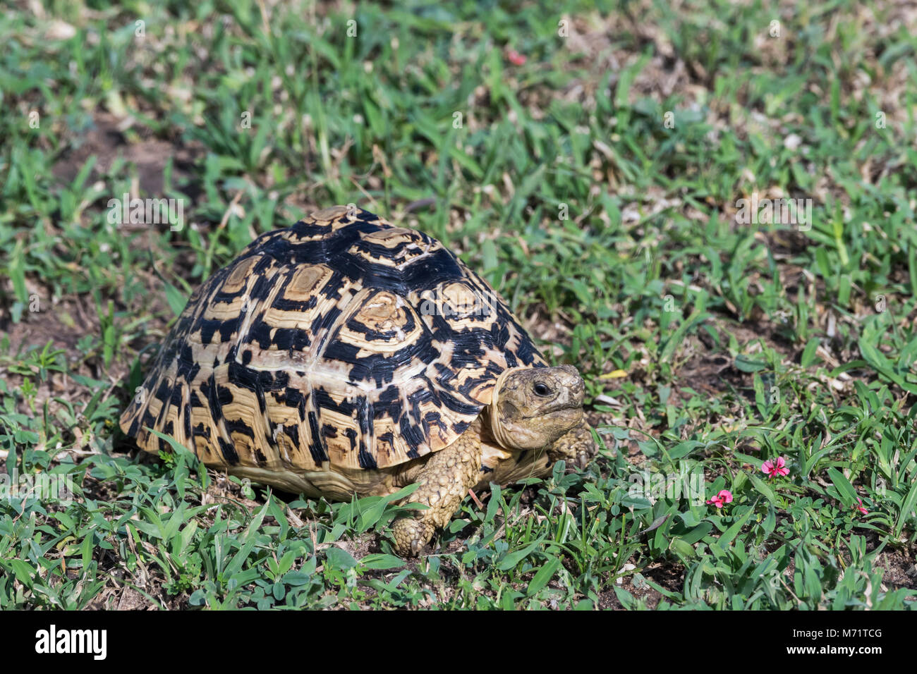 Young leopard tortoise (Stigmochelys pardalis) with red flowers ...