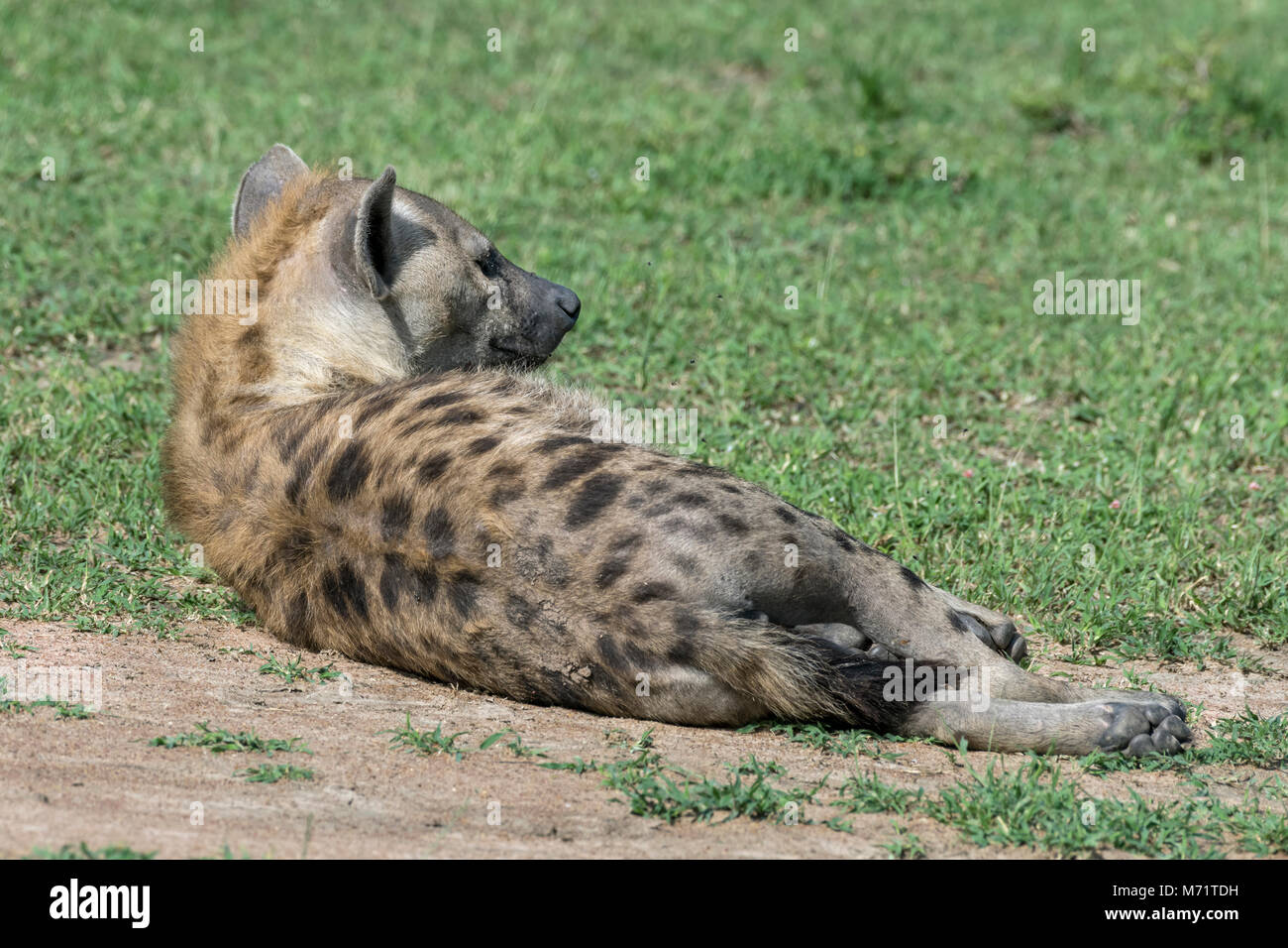 Spotted hyena (Crocuta crocuta), back view, with flies in the air ...