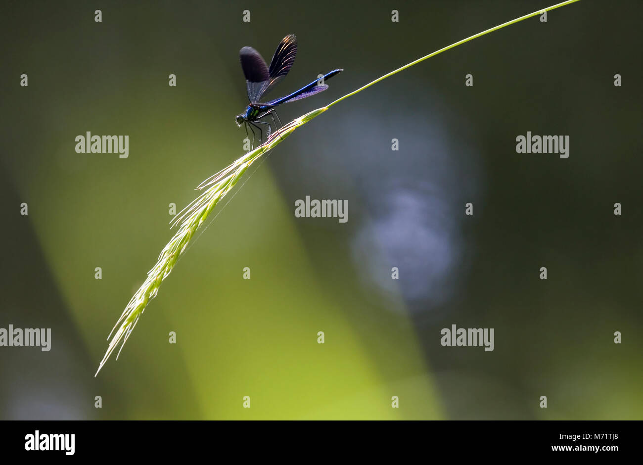 Male Damsel Fly Stock Photos & Male Damsel Fly Stock Images - Alamy