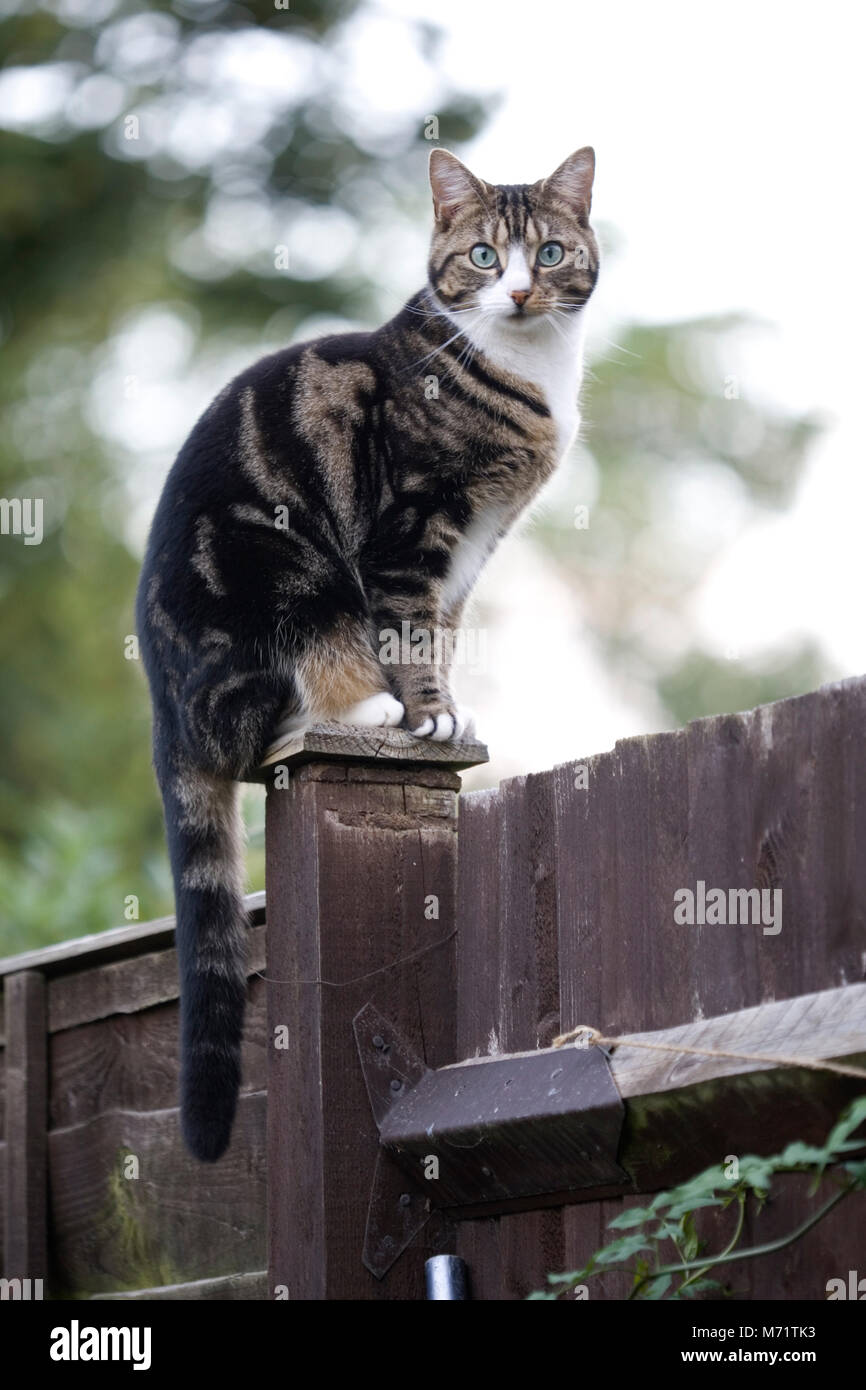Domestic cat standing on fence post, London Stock Photo - Alamy