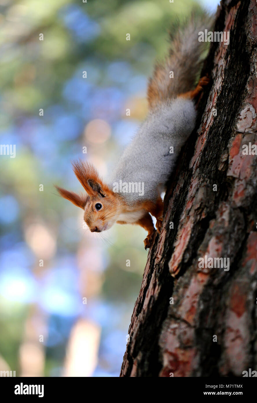 Beautiful squirrel on a tree photographed close-up Stock Photo - Alamy