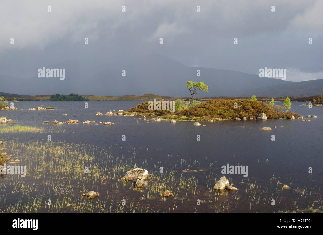 Rannoch rush hi-res stock photography and images - Alamy