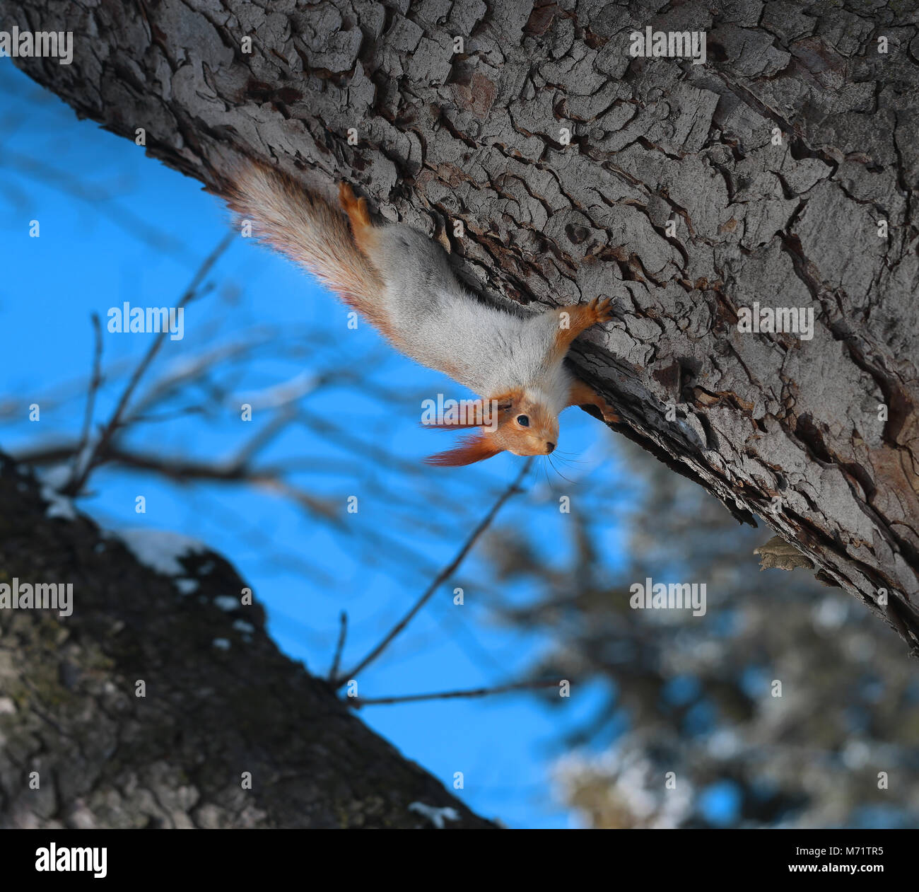 Beautiful squirrel on a tree photographed close-up Stock Photo - Alamy