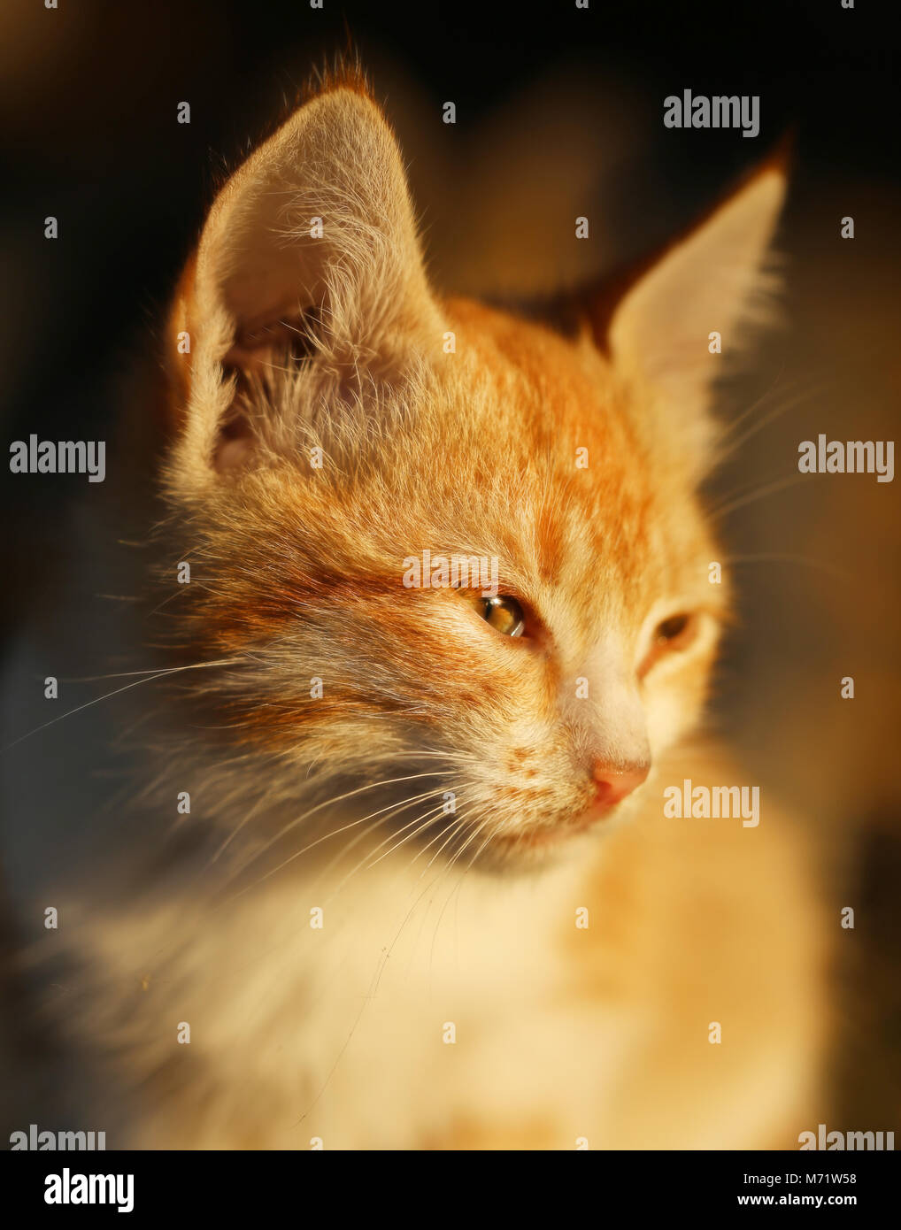 Beautiful portrait of red cat take a close up picture Stock Photo - Alamy