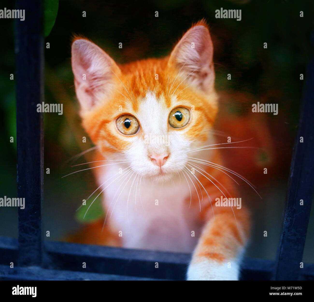Beautiful portrait of red cat take a close up picture Stock Photo - Alamy