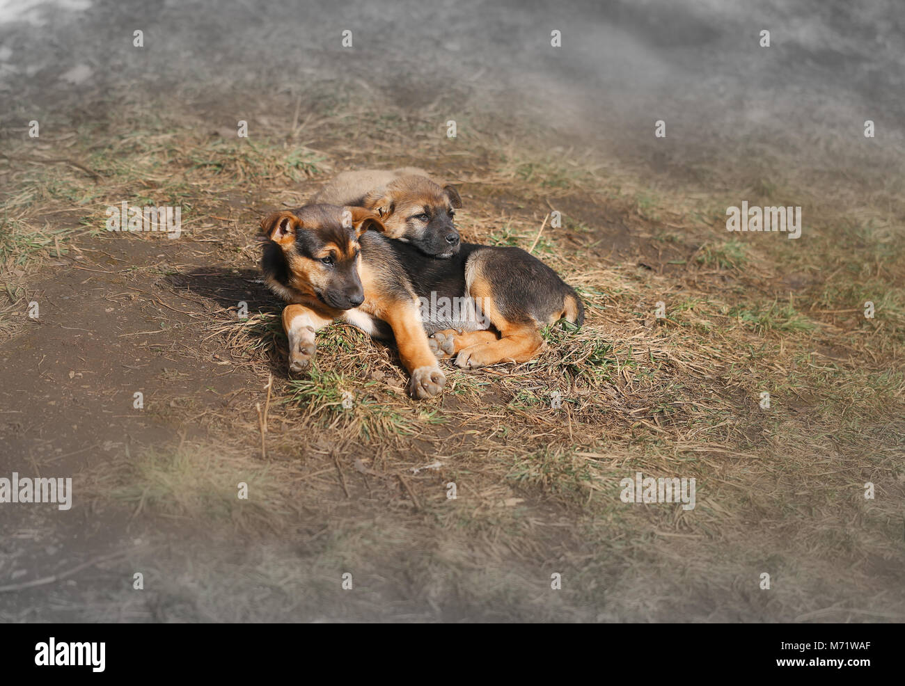 Beautiful puppy dog take a close-up picture Stock Photo - Alamy