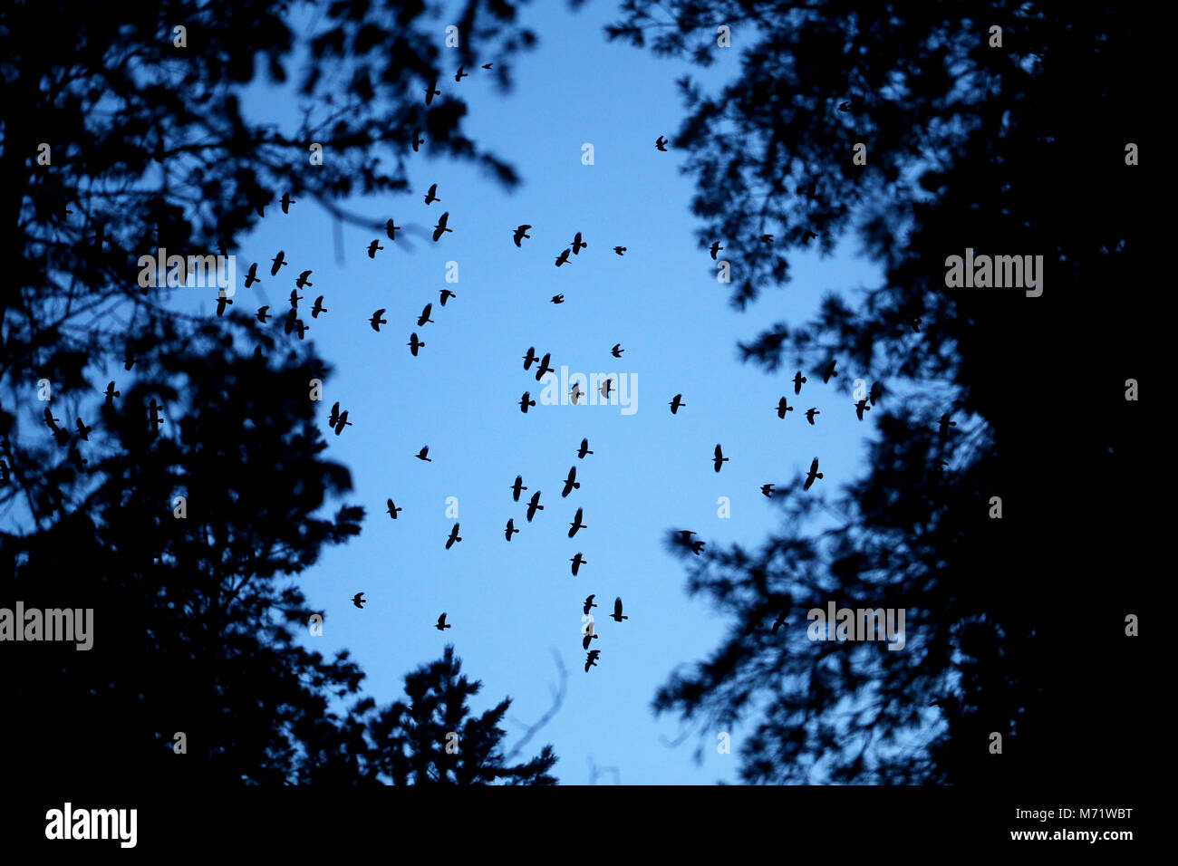 Birds of the crow flying against the blue sky Stock Photo - Alamy