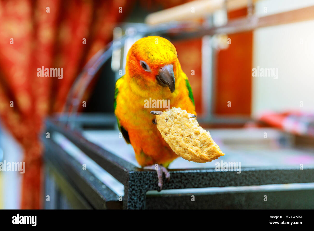 Big funny red sun conure eating cookies Stock Photo - Alamy