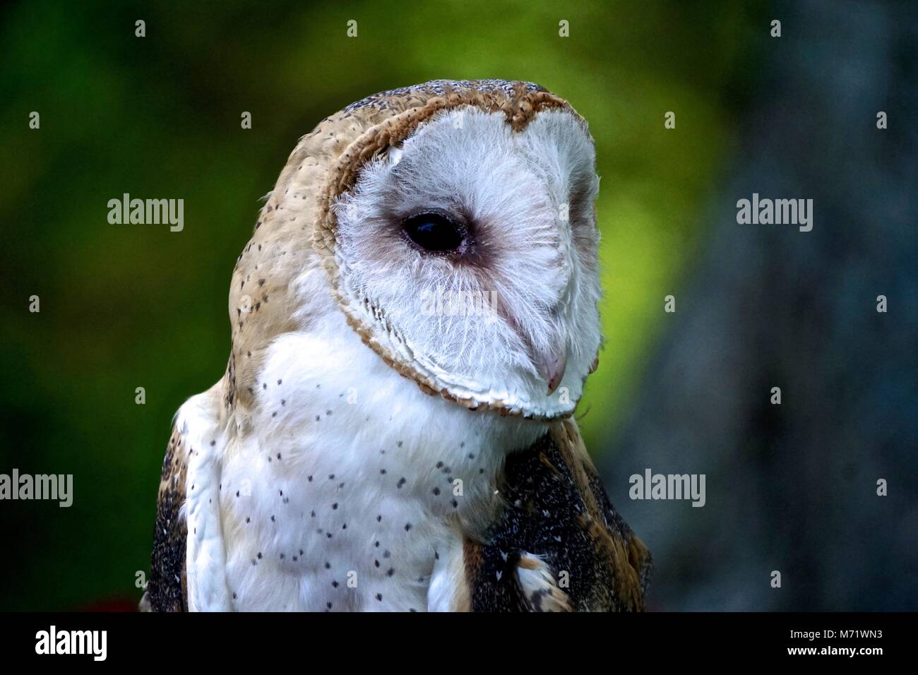 The barn owl (Tyto alba) is the most widely distributed species of owl ...