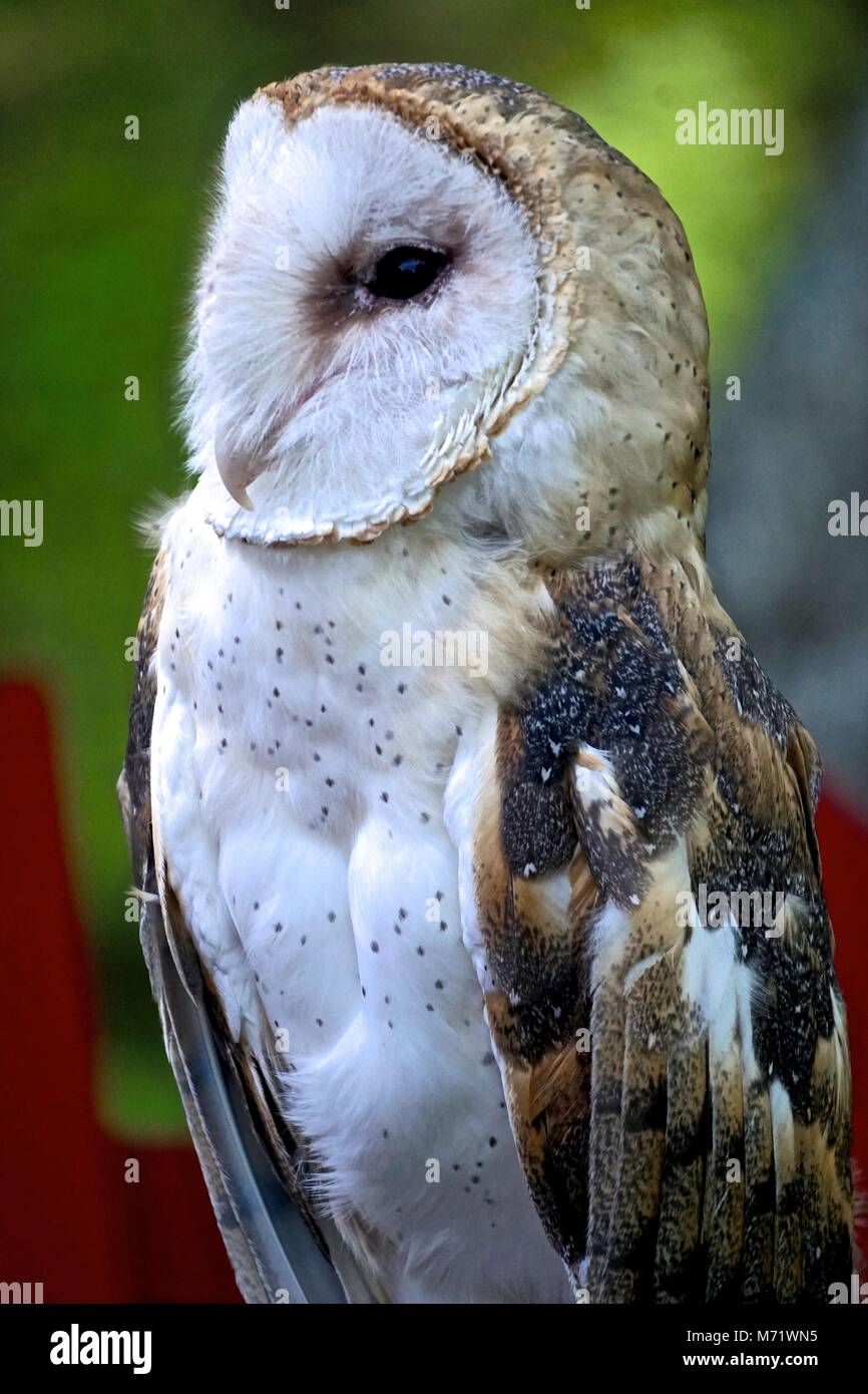 The barn owl (Tyto alba) is the most widely distributed species of owl ...