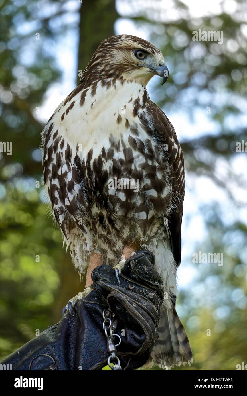 Red-tailed hawk (Buteo jamaicensis), also known as the “chickenhawk ...