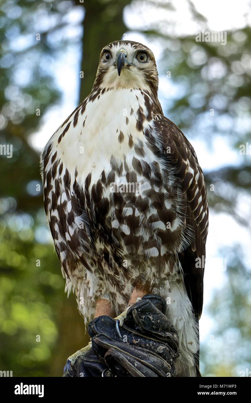 Red-tailed hawk (Buteo jamaicensis), also known as the “chickenhawk ...