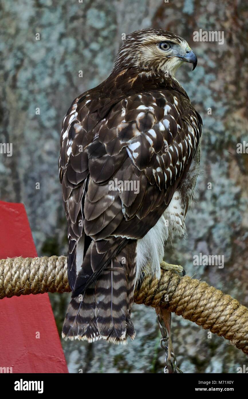 The back and profile of red-tailed hawk (Buteo jamaicensis) -- also ...