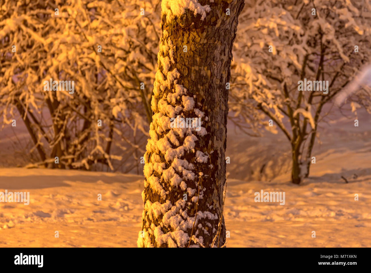 White box tree bark hi-res stock photography and images - Alamy