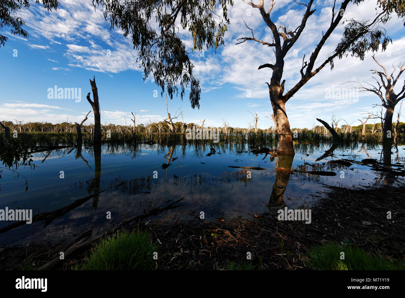 Swamp with many tree, New South Wales, Australia Stock Photo - Alamy
