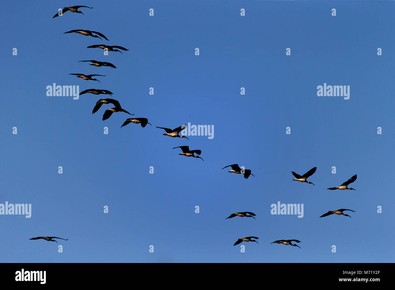 Flock of Ibis birds (Threskiornis spinicollis) against blue sky Stock ...