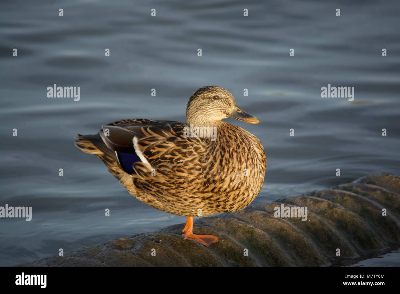 Female Mallard Duck standing on a drainage pipe Stock Photo - Alamy