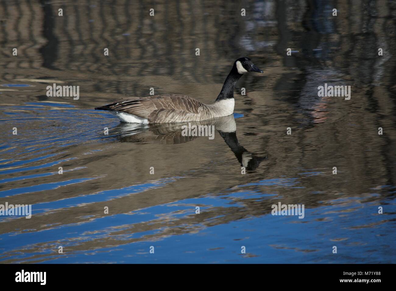 Canada Goose swimming in the river Stock Photo - Alamy