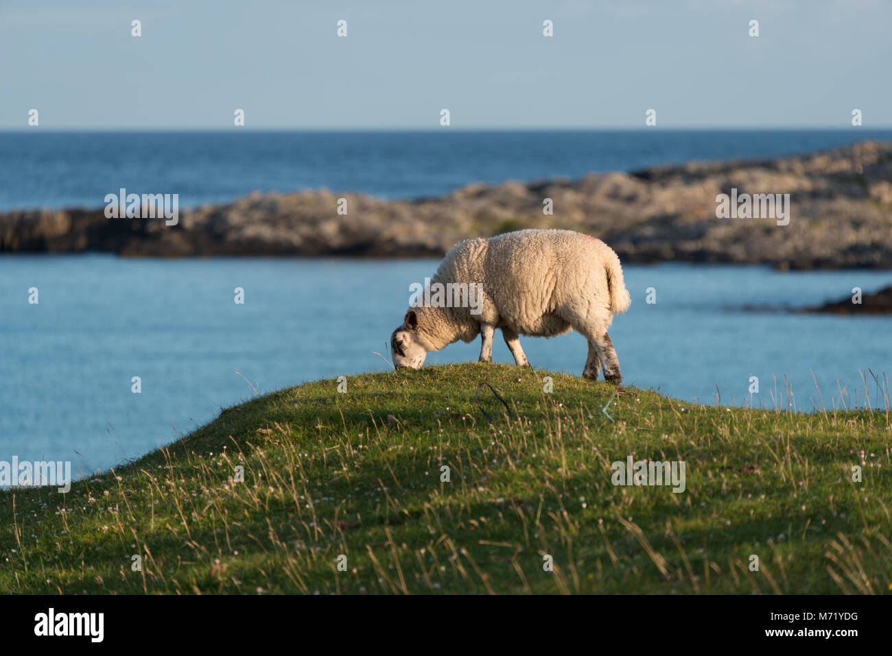 Sheep of the sea hi-res stock photography and images - Alamy